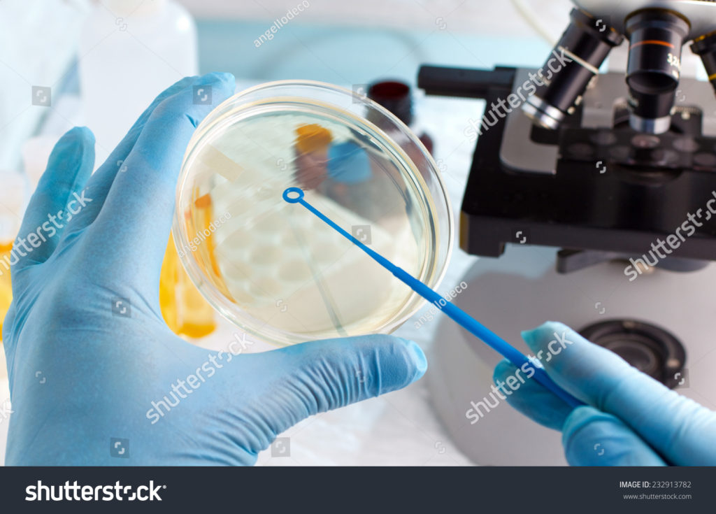 stock-photo-microbiologist-hand-cultivating-a-petri-dish-whit ...